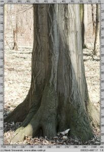 Grab pospolity, grab zwyczajny (Carpinus betulus L.) - WSIiZ w Rzeszowie