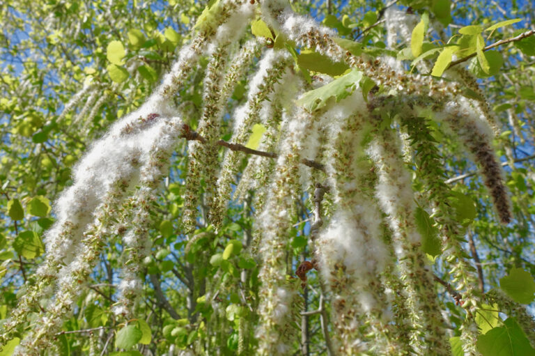 Topola osika, osika (Populus tremula L.) - WSIiZ w Rzeszowie