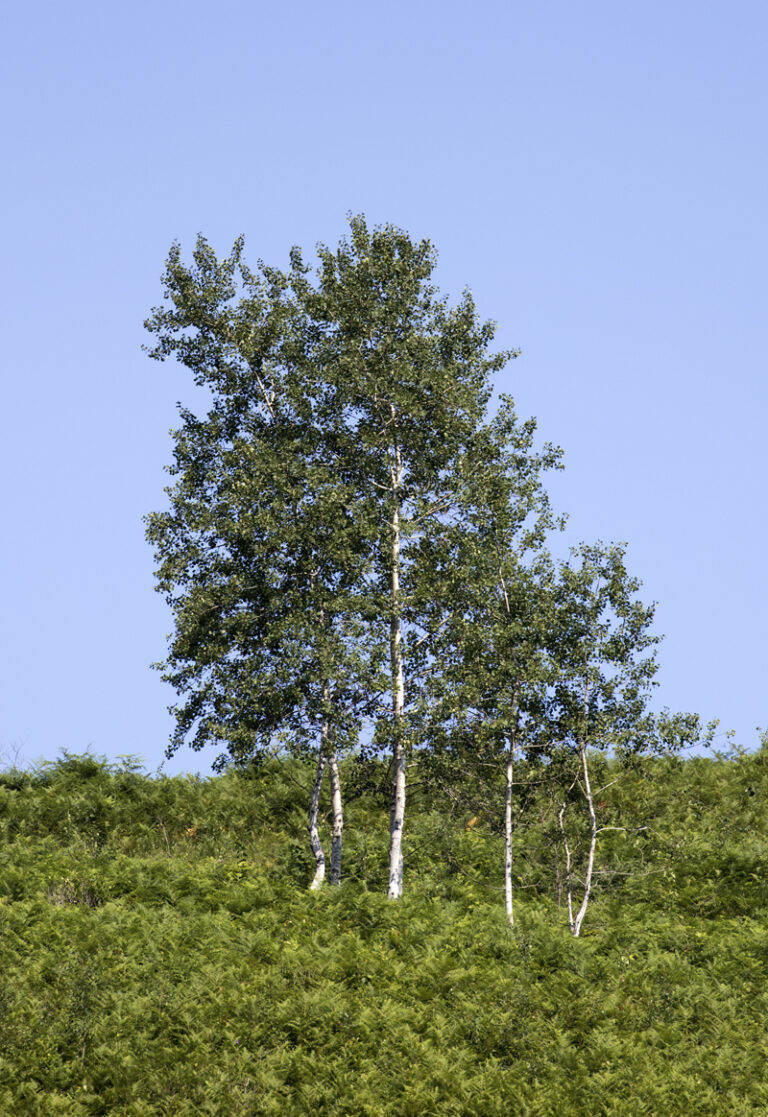 Topola osika, osika (Populus tremula L.) - WSIiZ w Rzeszowie