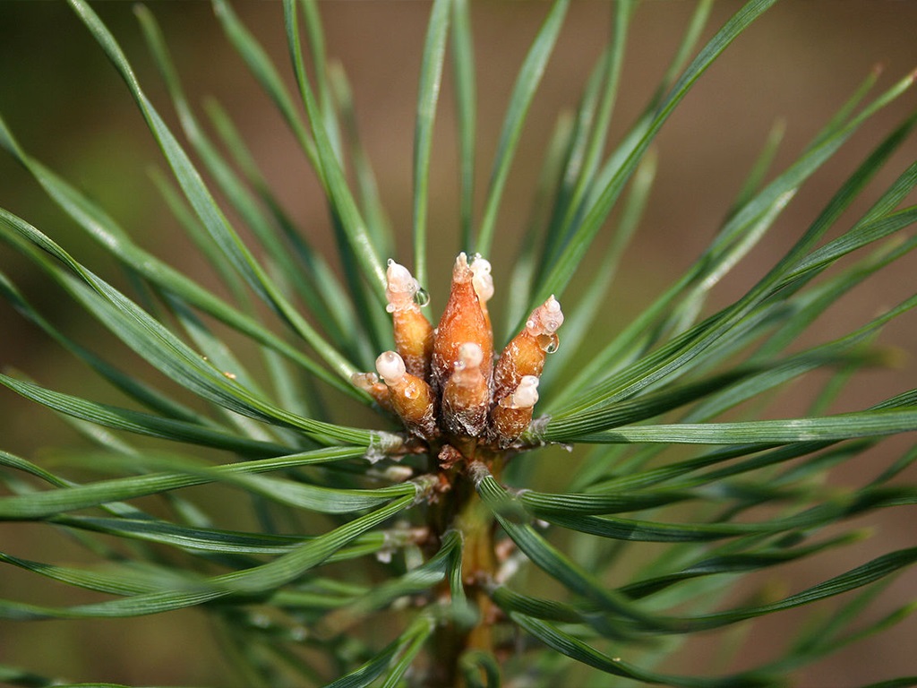Sosna zwyczajna, sosna pospolita (Pinus sylvestris L.) - WSIiZ w Rzeszowie