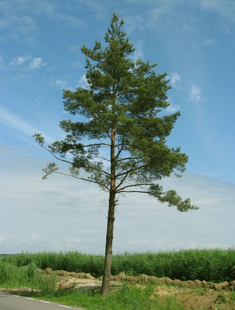 Sosna zwyczajna, sosna pospolita (Pinus sylvestris L.) - WSIiZ w Rzeszowie
